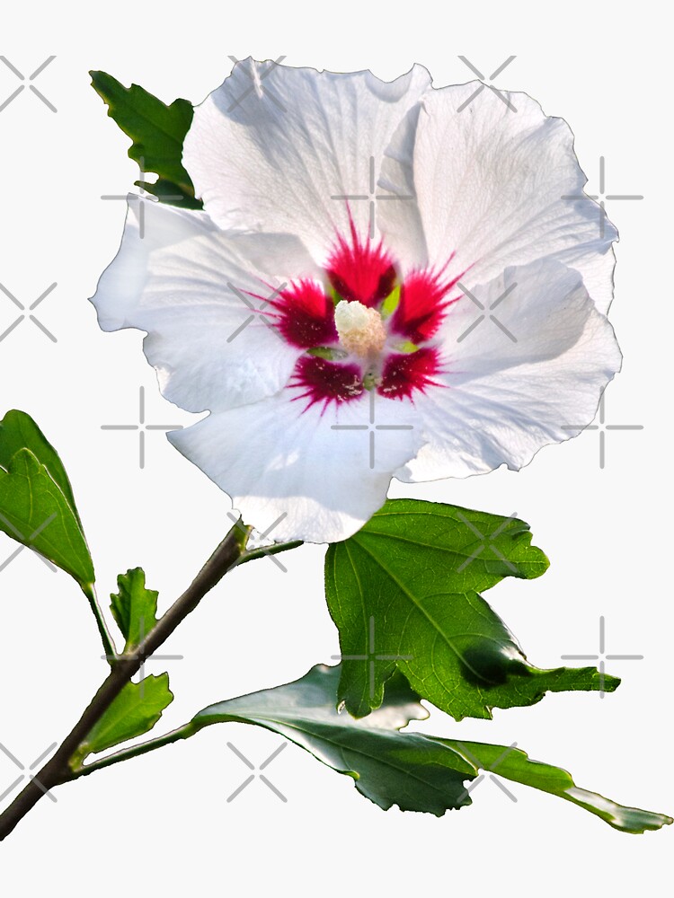 "Rose of Sharon" Sticker for Sale by rollosphotos | Redbubble