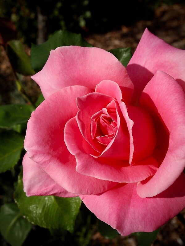 ""Bewitched" Rose from my garden" by Douglas E. Welch | Redbubble