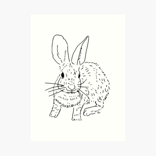 "Cottontail Rabbit - line drawing" Art Print for Sale by ...