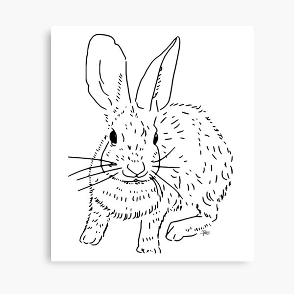 Cottontail Canvas Prints | Redbubble