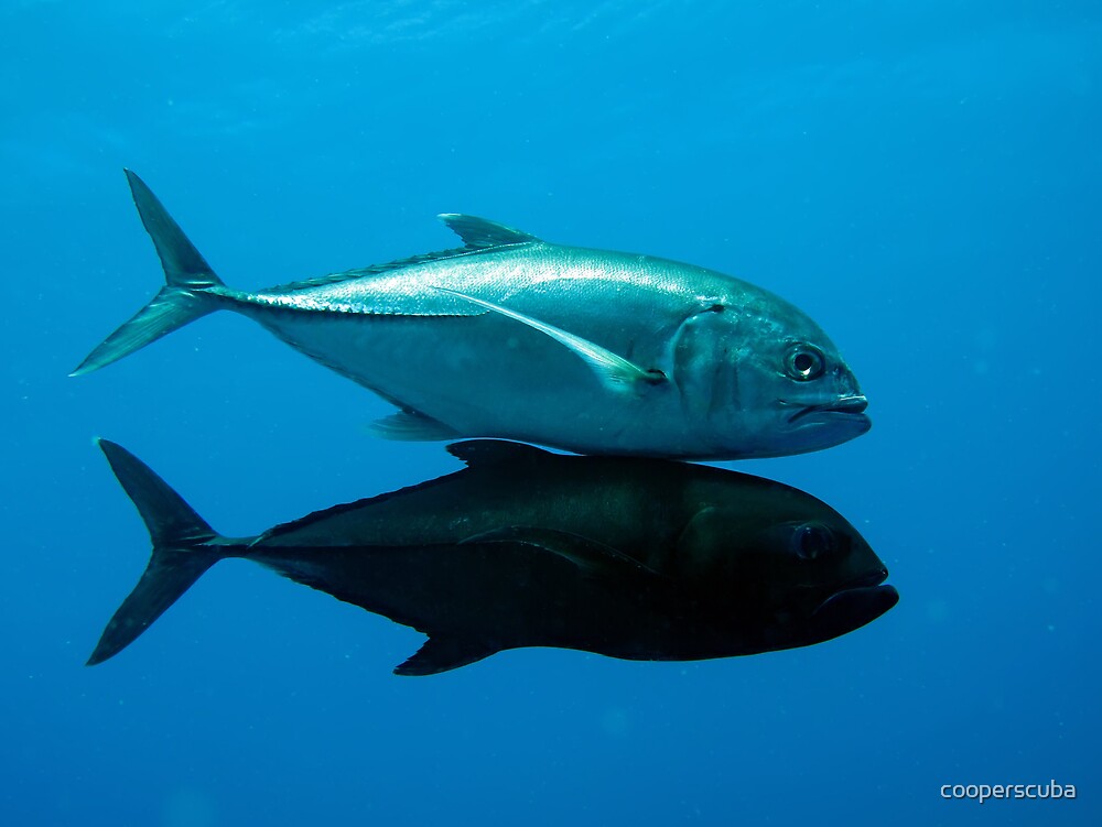 "Giant trevally " by cooperscuba | Redbubble