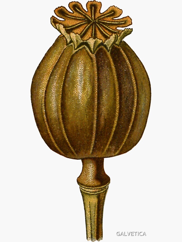"Opium Pod" Sticker for Sale by GALVETICA | Redbubble