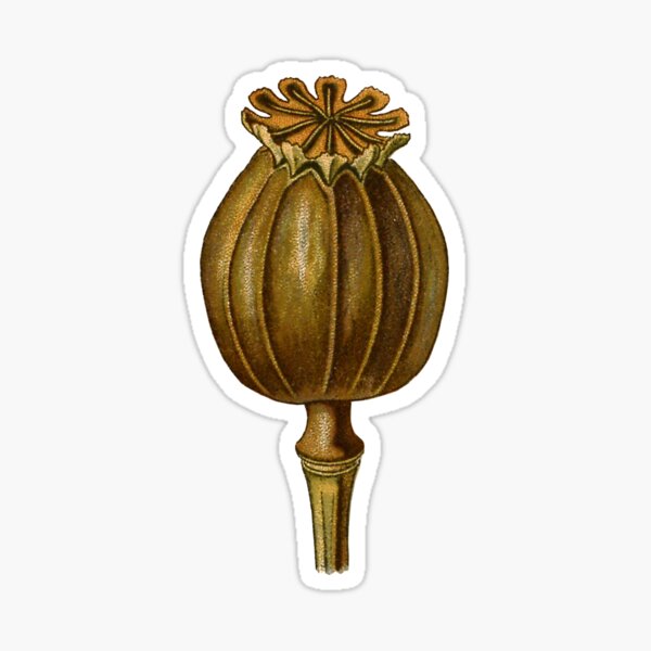 "Opium Pod" Sticker for Sale by GALVETICA | Redbubble