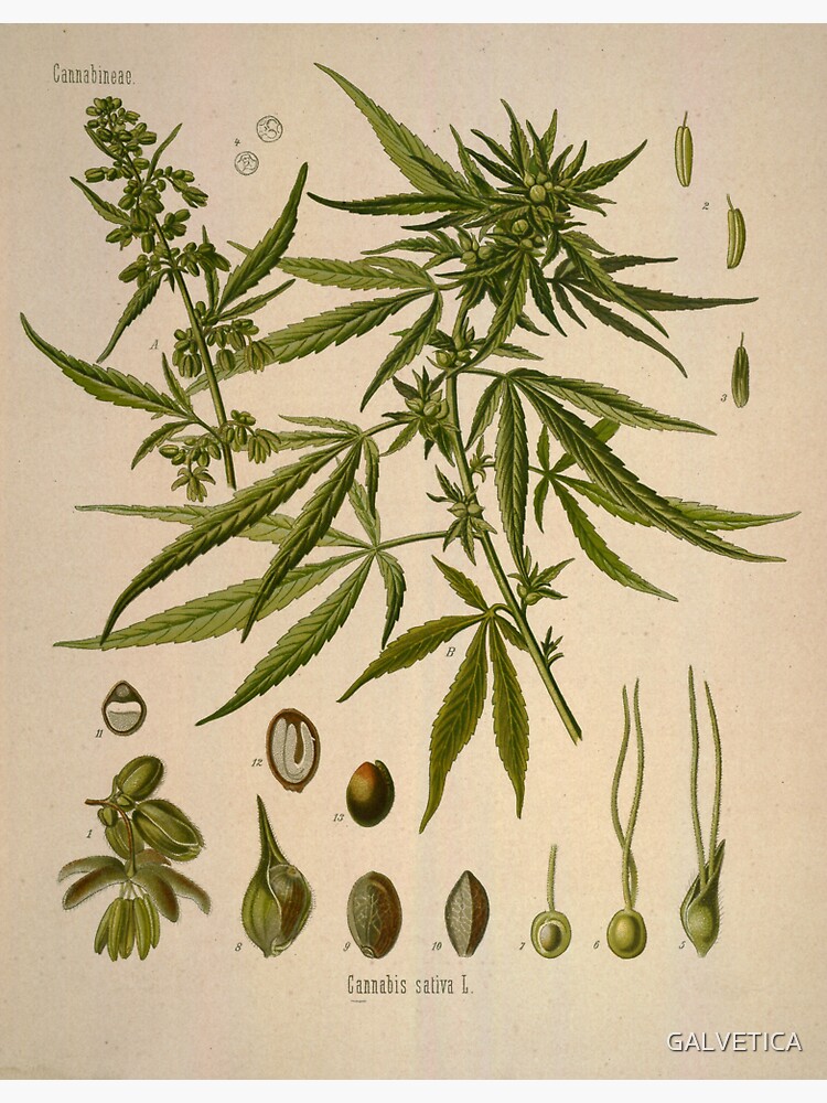 "Cannabis Sativa" Sticker for Sale by GALVETICA | Redbubble