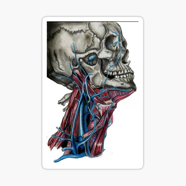 "Bio-Illustration" Sticker for Sale by Dionosavros | Redbubble