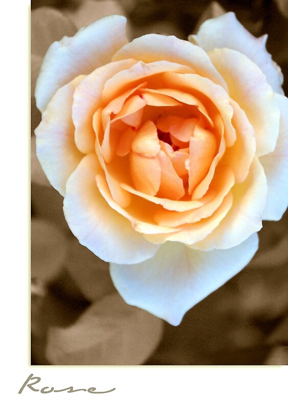""Smooth Angel" Rose" by Holly Kempe | Redbubble