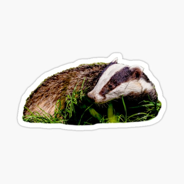 "Mr Brock the Badger" Sticker for Sale by Dalyn | Redbubble