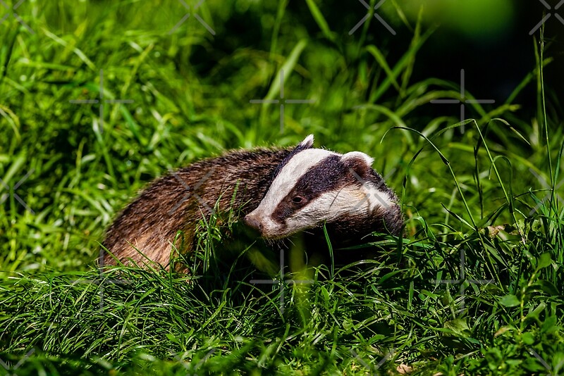 "Mr Brock the Badger" by Dalyn | Redbubble