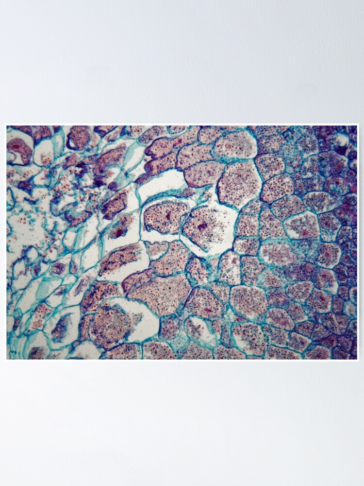"Cross section through cells of a seedling from a maize plant under the ...