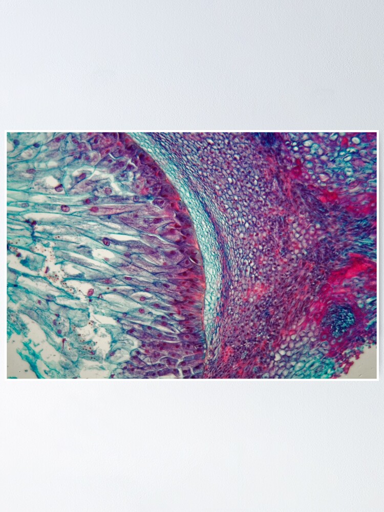 "Cross section through cells of a seedling from a maize plant under the ...