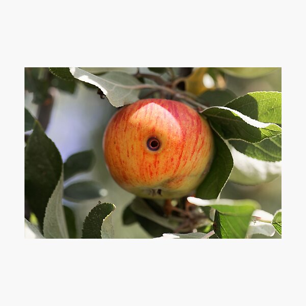 Lámina fotográfica «Trazo aburrido de una polilla de la manzana (Cydia ...