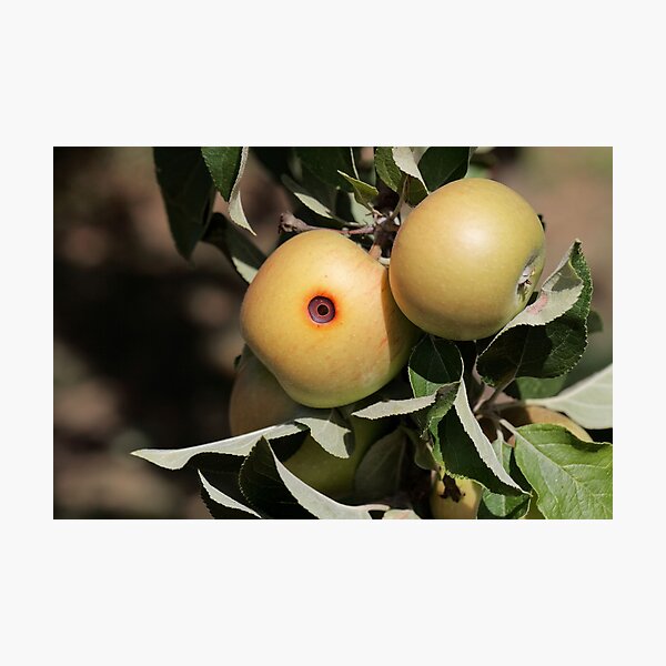 Lámina fotográfica «Trazo aburrido de una polilla de la manzana (Cydia ...