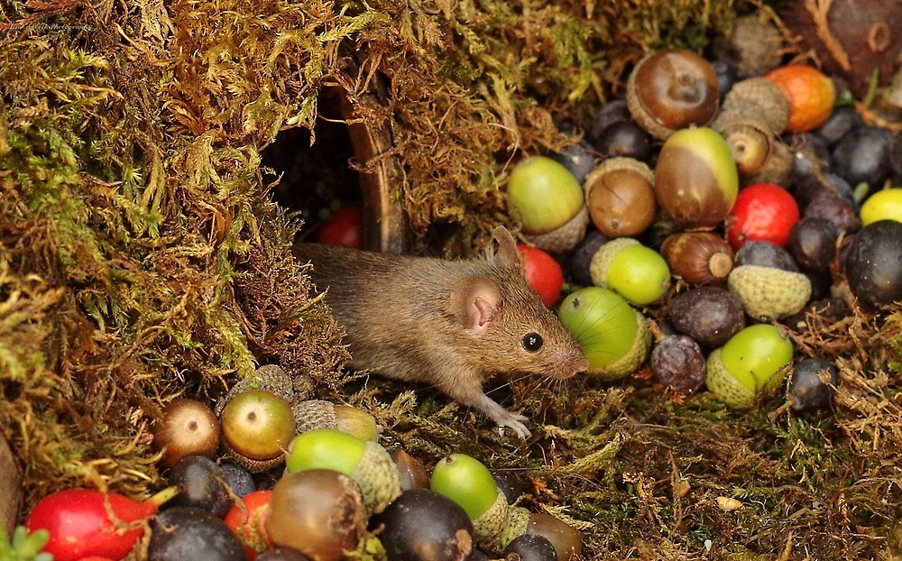 "Wild cute garden mouse" by Simon-dell | Redbubble