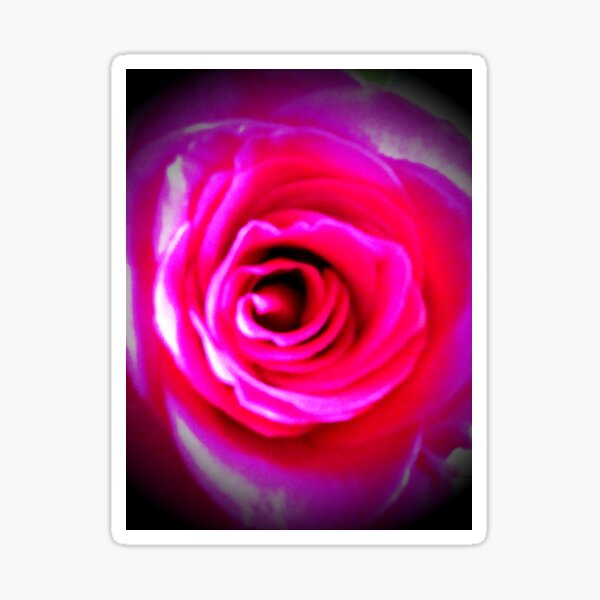 "pink rose" Sticker for Sale by annAHorton | Redbubble