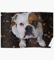 Denis: Gifts & Merchandise | Redbubble