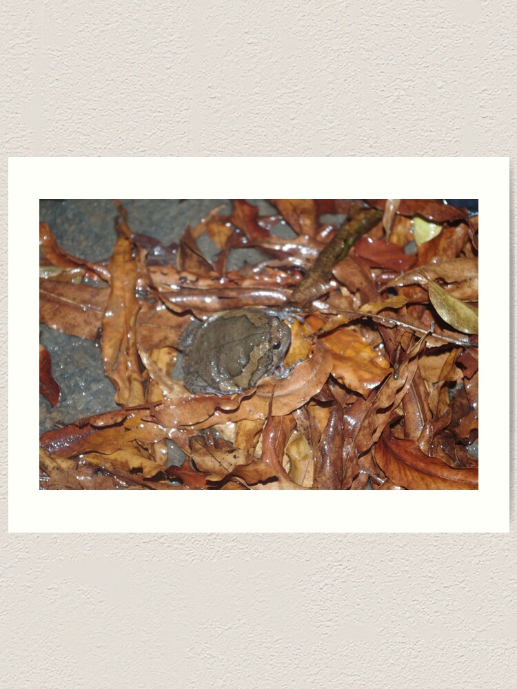 "Banded Bullfrog" Art Print by StevenAllain | Redbubble