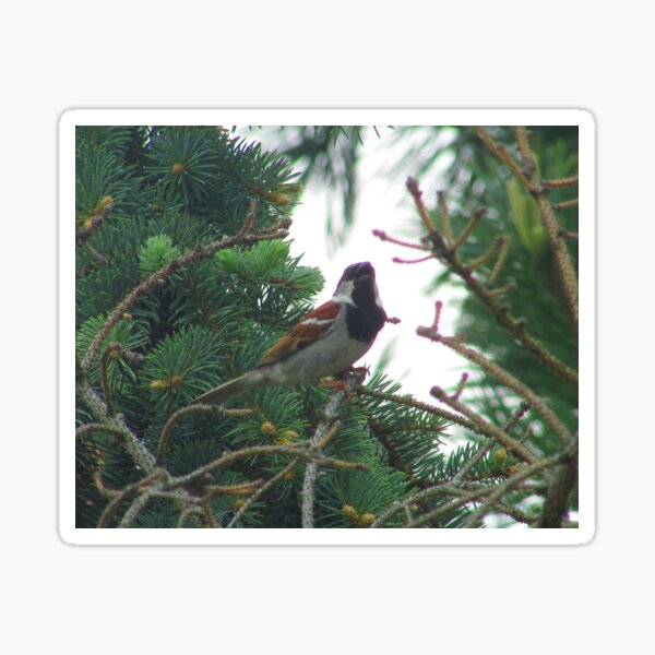 "Sparrow" Sticker for Sale by steampunklizard | Redbubble