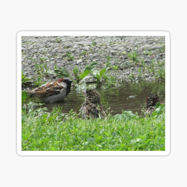 "Birds" Sticker for Sale by steampunklizard | Redbubble