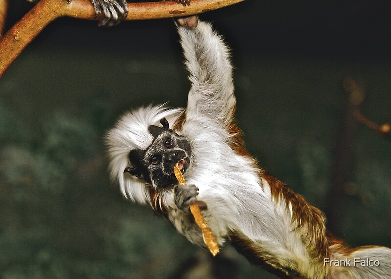 "Cotton-top Tamarin showing off" by Frank Falco | Redbubble
