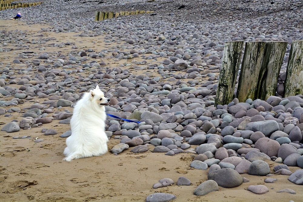 "Snow White On The Beach" by Alexandra Lavizzari | Redbubble