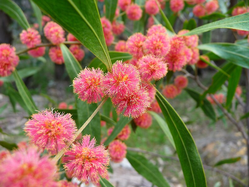 "Red wattle" by Meg Hart | Redbubble