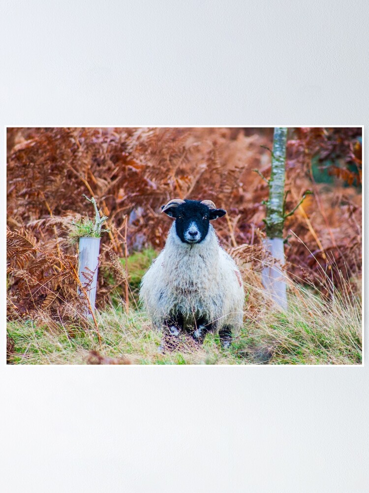 "Sheep" Poster by chirs1990 | Redbubble