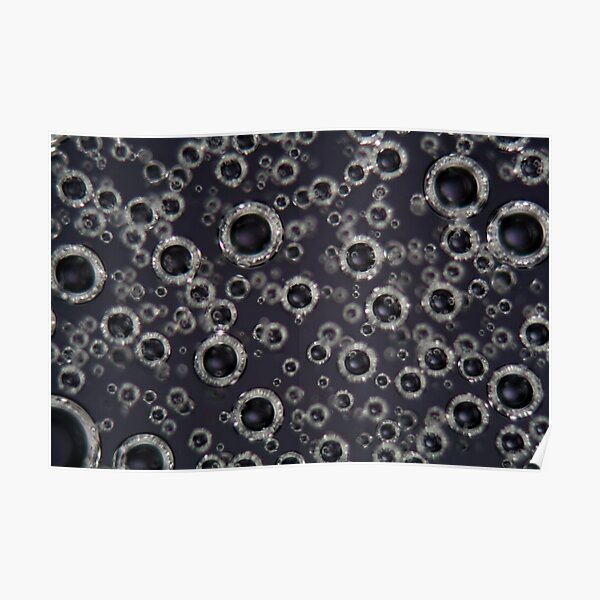 "Air bubbles in a surfactant fluid under a microscope and in polarized ...