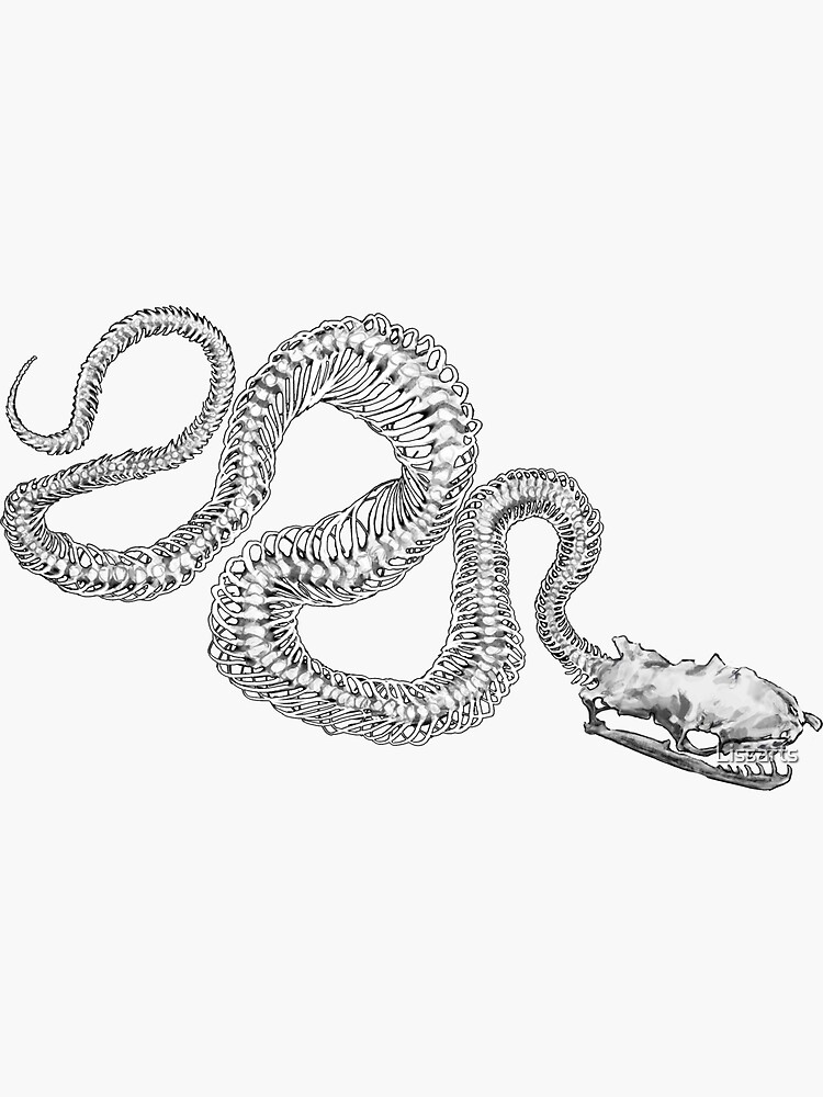 "Ball python skeleton" Sticker for Sale by Lissarts | Redbubble