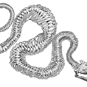 "Ball python skeleton" Sticker for Sale by Lissarts | Redbubble