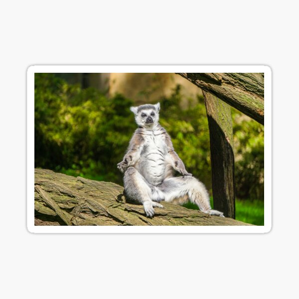 Katta Geschenke & Merchandise | Redbubble