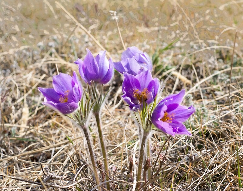 "Prarie Crocus in Canada's Yukon" by Yukondick | Redbubble