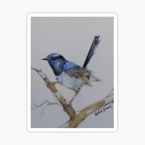 "Superb Blue Wren" Sticker for Sale by AstridGreen | Redbubble