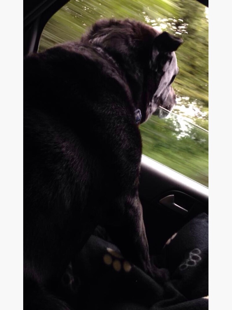 "Black Labrador out the car window" Sticker by pRick1963 | Redbubble