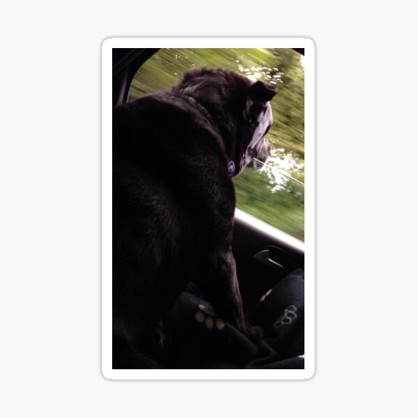 "Black Labrador out the car window" Sticker by pRick1963 | Redbubble