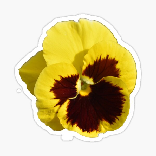 "Pansy" Sticker by rangerjoycie | Redbubble