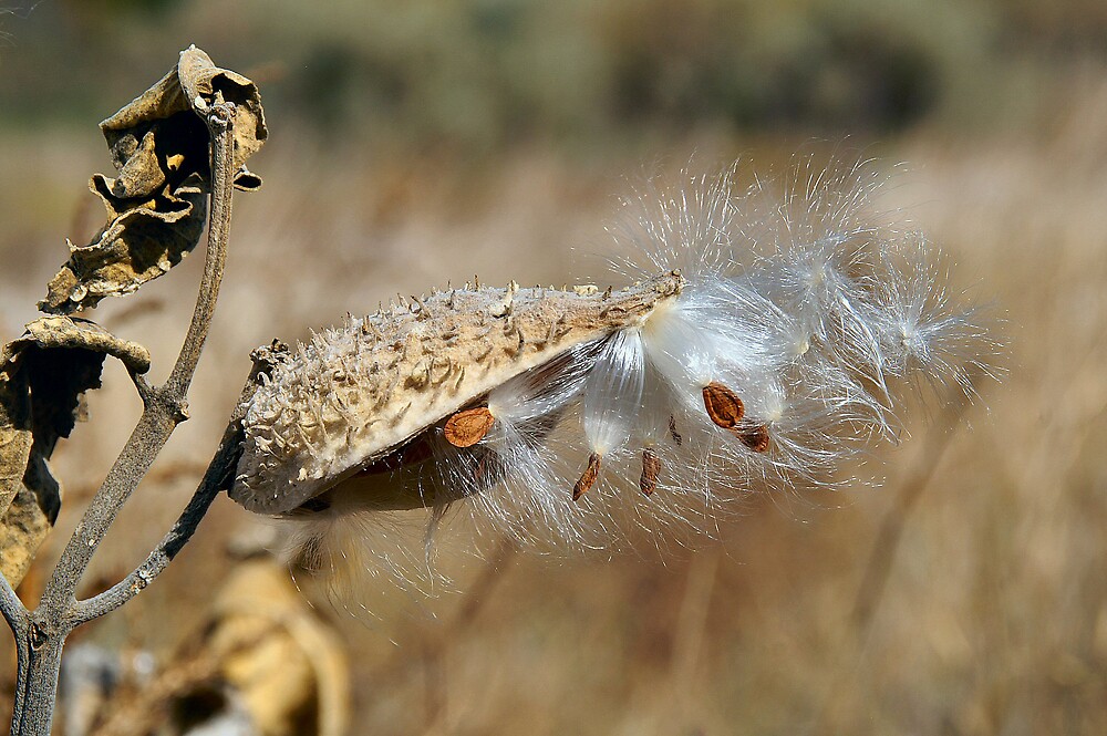 "Seed pod with seeds flying" by Robert W. Spath II | Redbubble