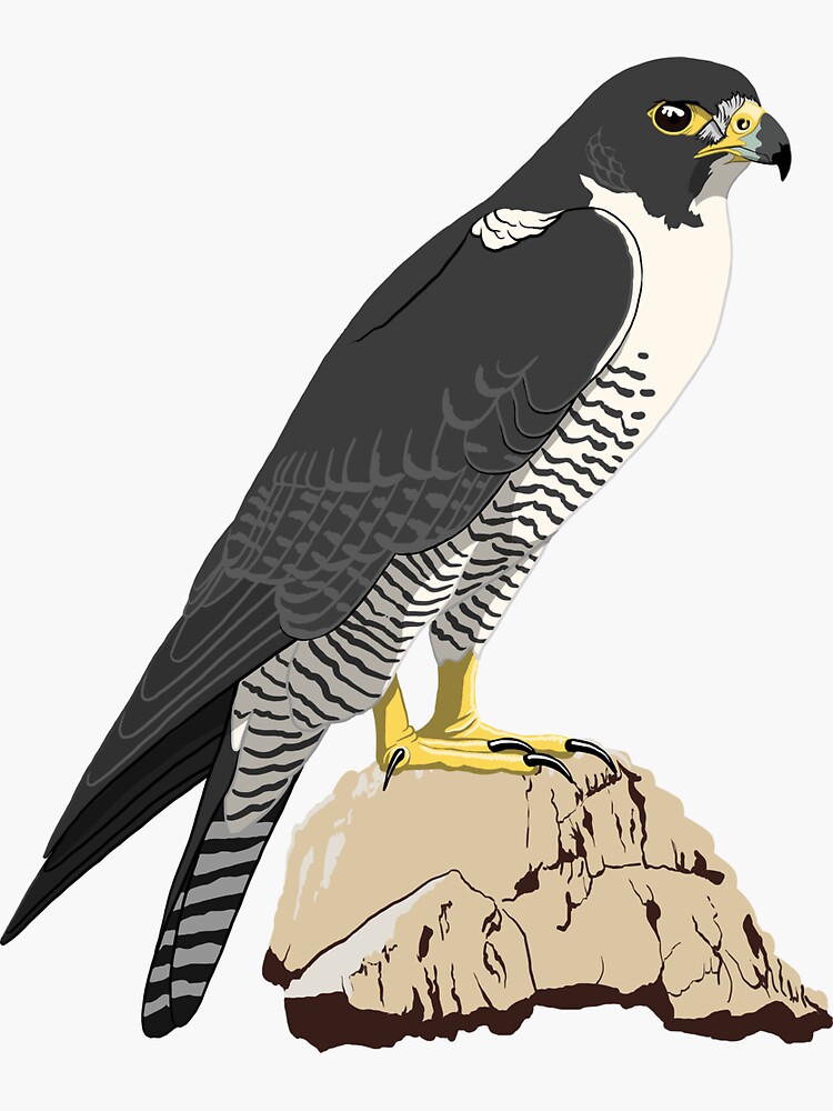 "Peregrine Falcon" Sticker for Sale by BennuBirdy | Redbubble