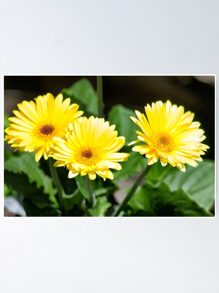 "Yellow daisies " Poster by moregoodart | Redbubble