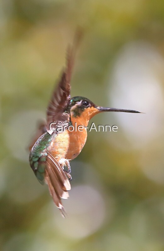 "Hummingbird Acrobatics" by Carole-Anne | Redbubble