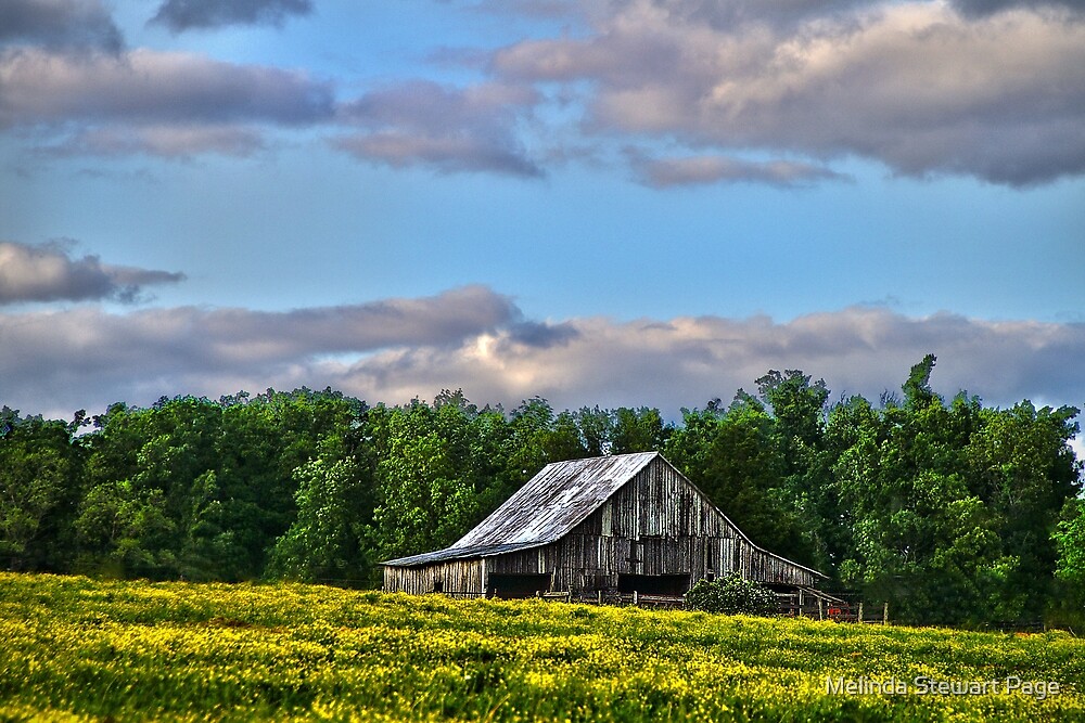 ""Old Country Barn, With Spring Green Trees & Field of Yellow Flowers ...