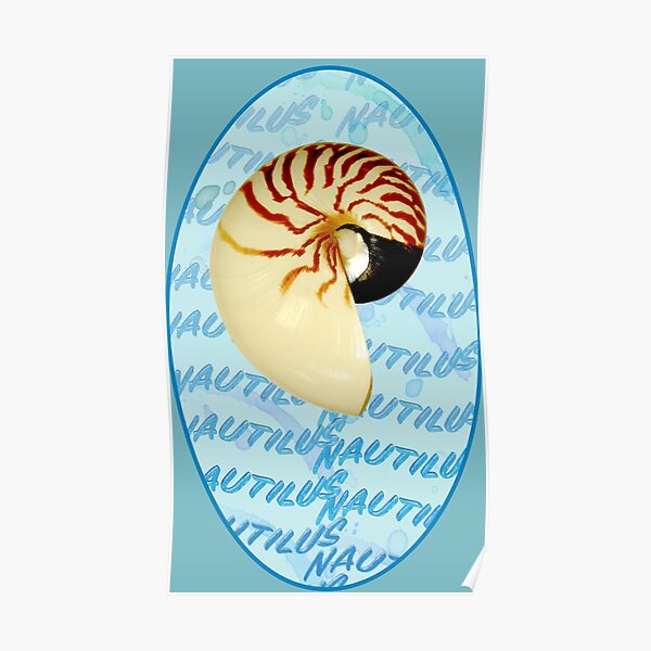 "Nautilus Shell " Poster for Sale by Forestpoolart | Redbubble