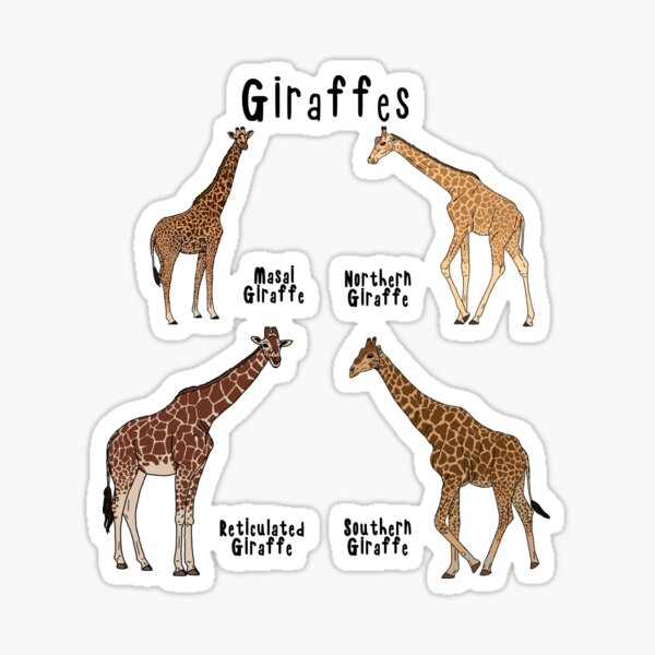 "Giraffes" Sticker for Sale by GraceT26 | Redbubble