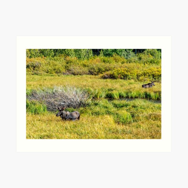 "Is the plural of moose meese?" Art Print by mtbearded1 | Redbubble