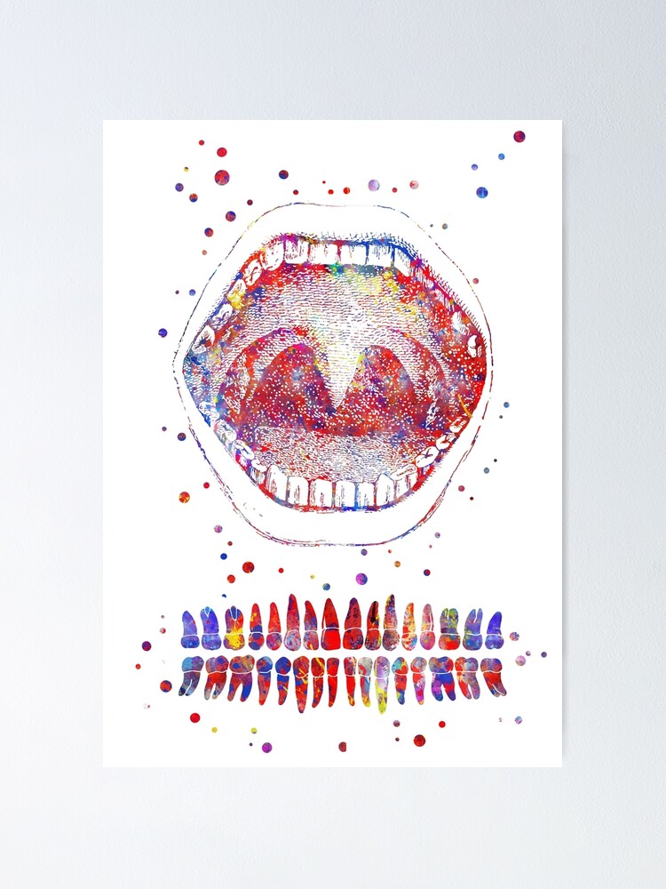 "Tooth chart, mouth anatomy" Poster for Sale by Rosaliartbook | Redbubble