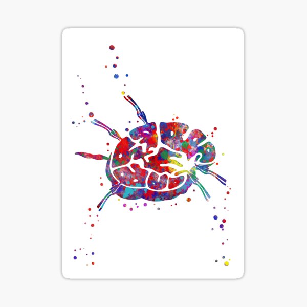 "Lymph node, the anatomical structure of the lymph node" Sticker by ...