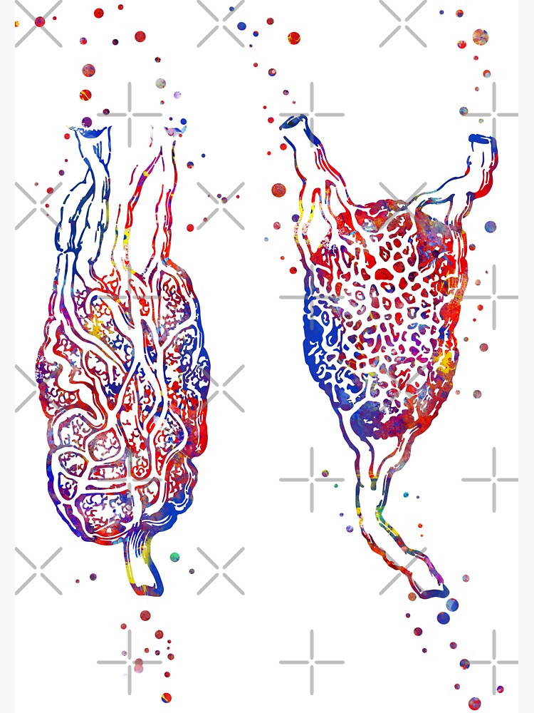 "Lymph node, the anatomical structure of the lymph node" Sticker by ...