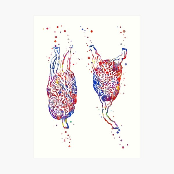 "Lymph node, the anatomical structure of the lymph node" Art Print by ...