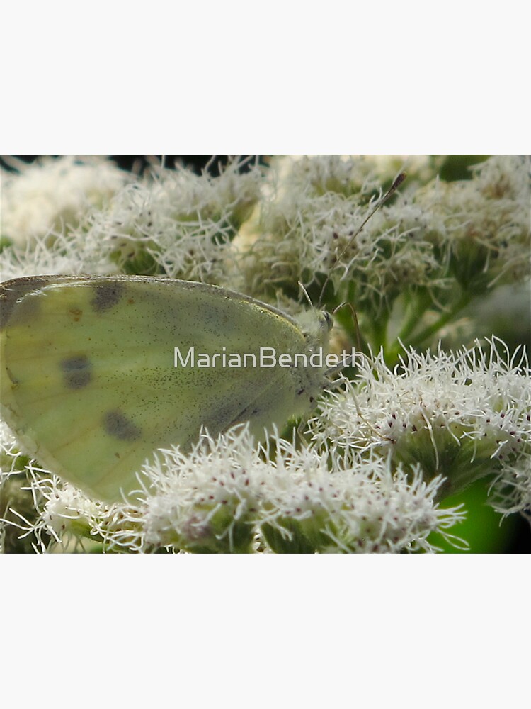 "Laying low" Sticker by MarianBendeth | Redbubble