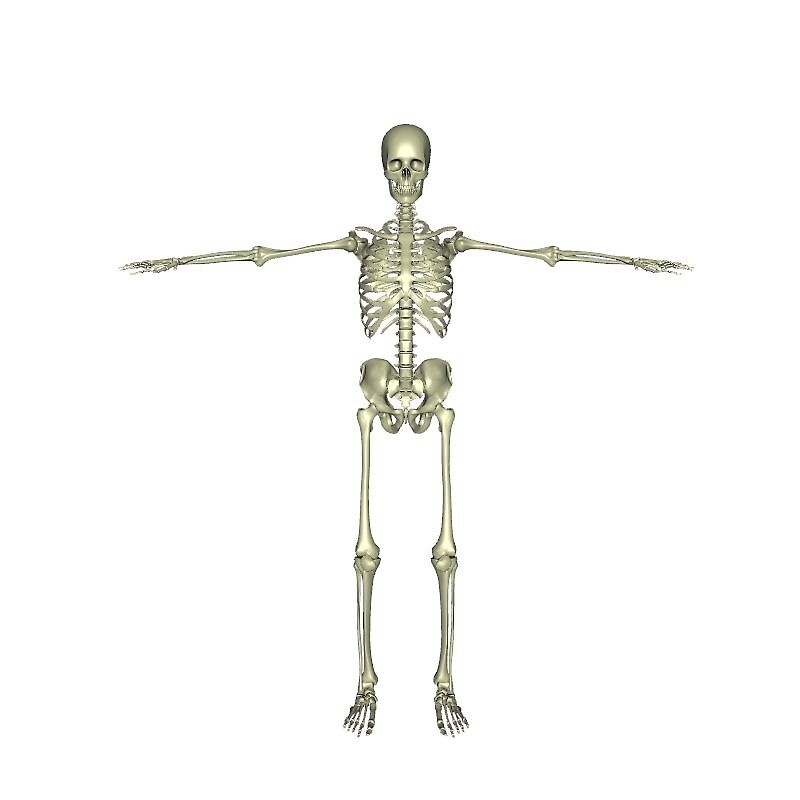 "Spooky T Pose Bone Man Skeleton" by masonheck75 | Redbubble