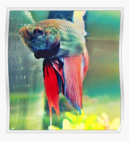Betta Fish: Posters | Redbubble